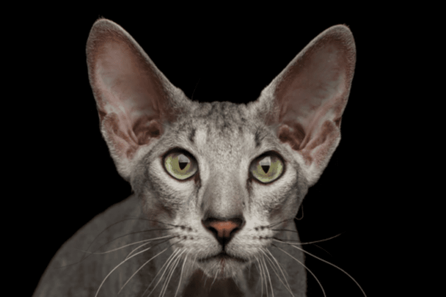 Modern Cat Furniture | Catipilla